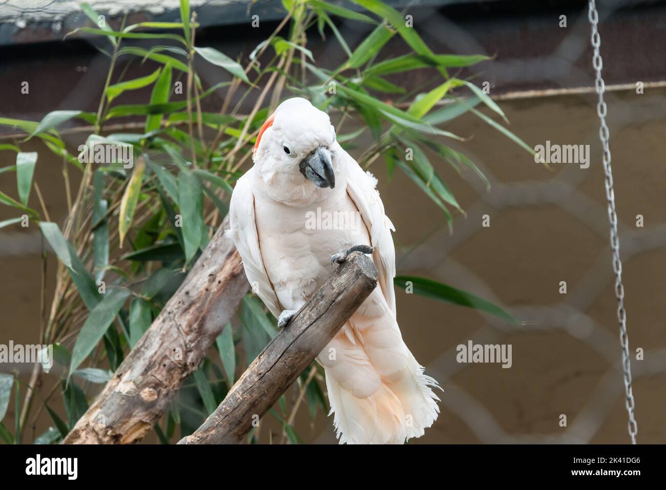 Cockatoo hamilton island hi-res stock photography and images - Alamy