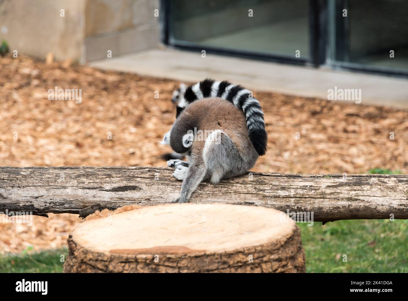 Madagascar lemur shoulder hi-res stock photography and images - Alamy