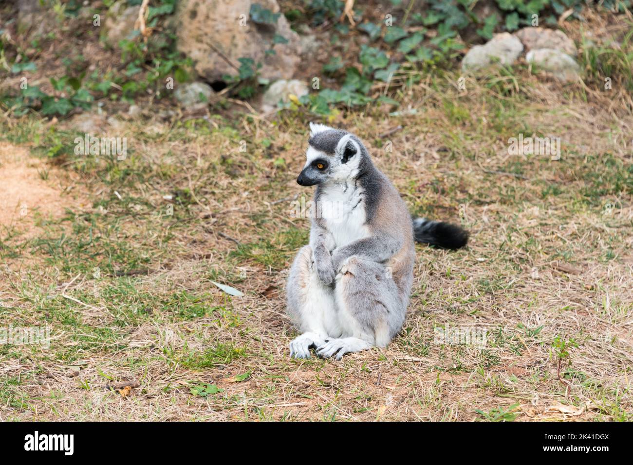 Lemur catta, ring tailed lemur Madagascar sun bathing on grass Stock ...