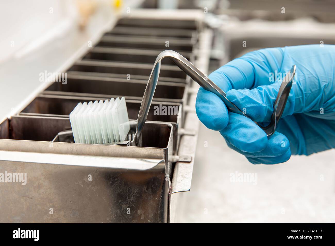 Scientist dewaxing paraffin embedded tissue samples in the laboratory ...