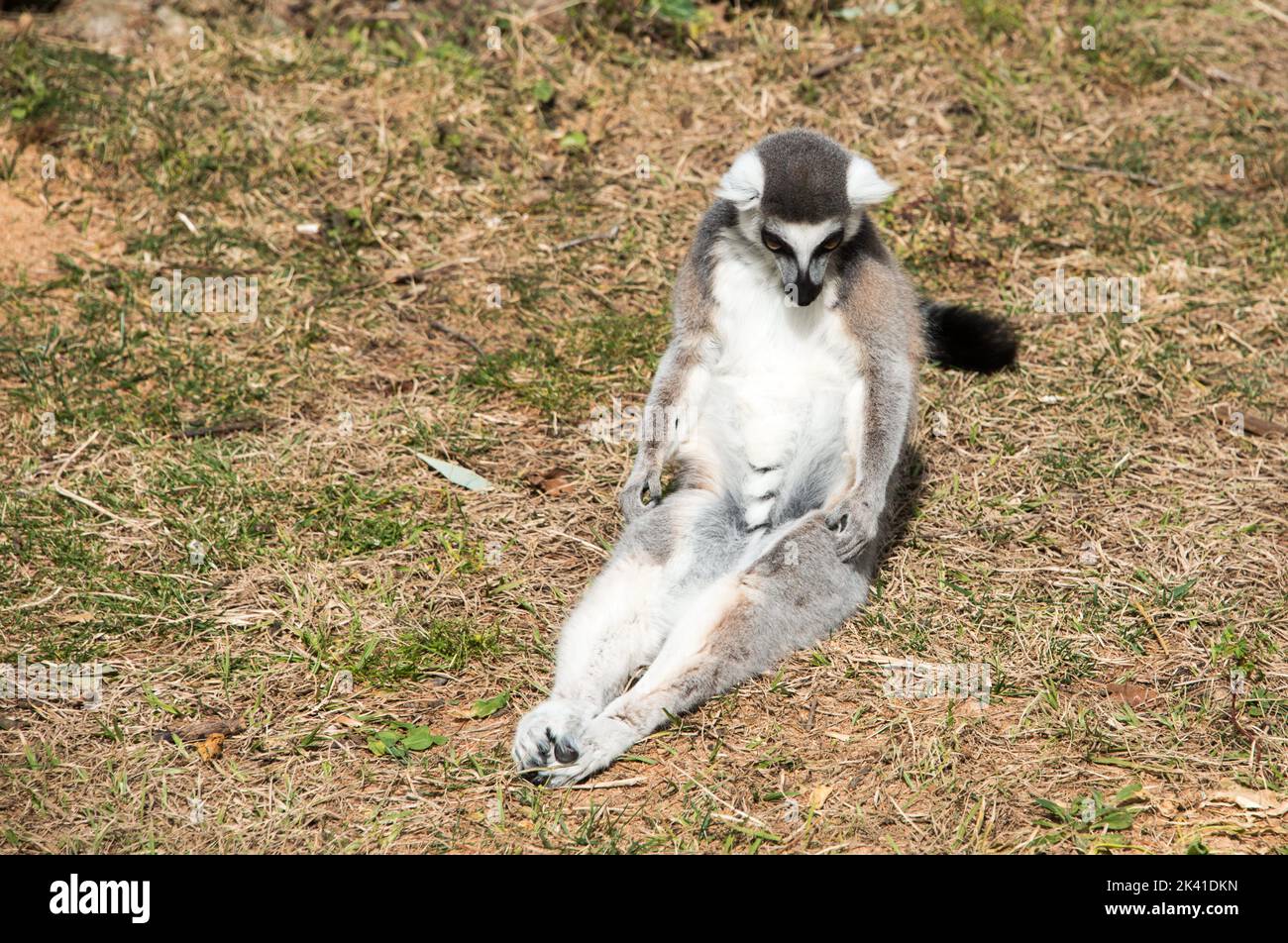 Madagascar lemur shoulder hi-res stock photography and images - Alamy