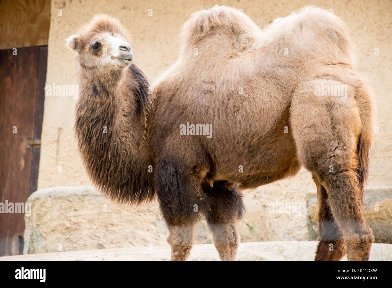 Camel side view Stock Photo - Alamy