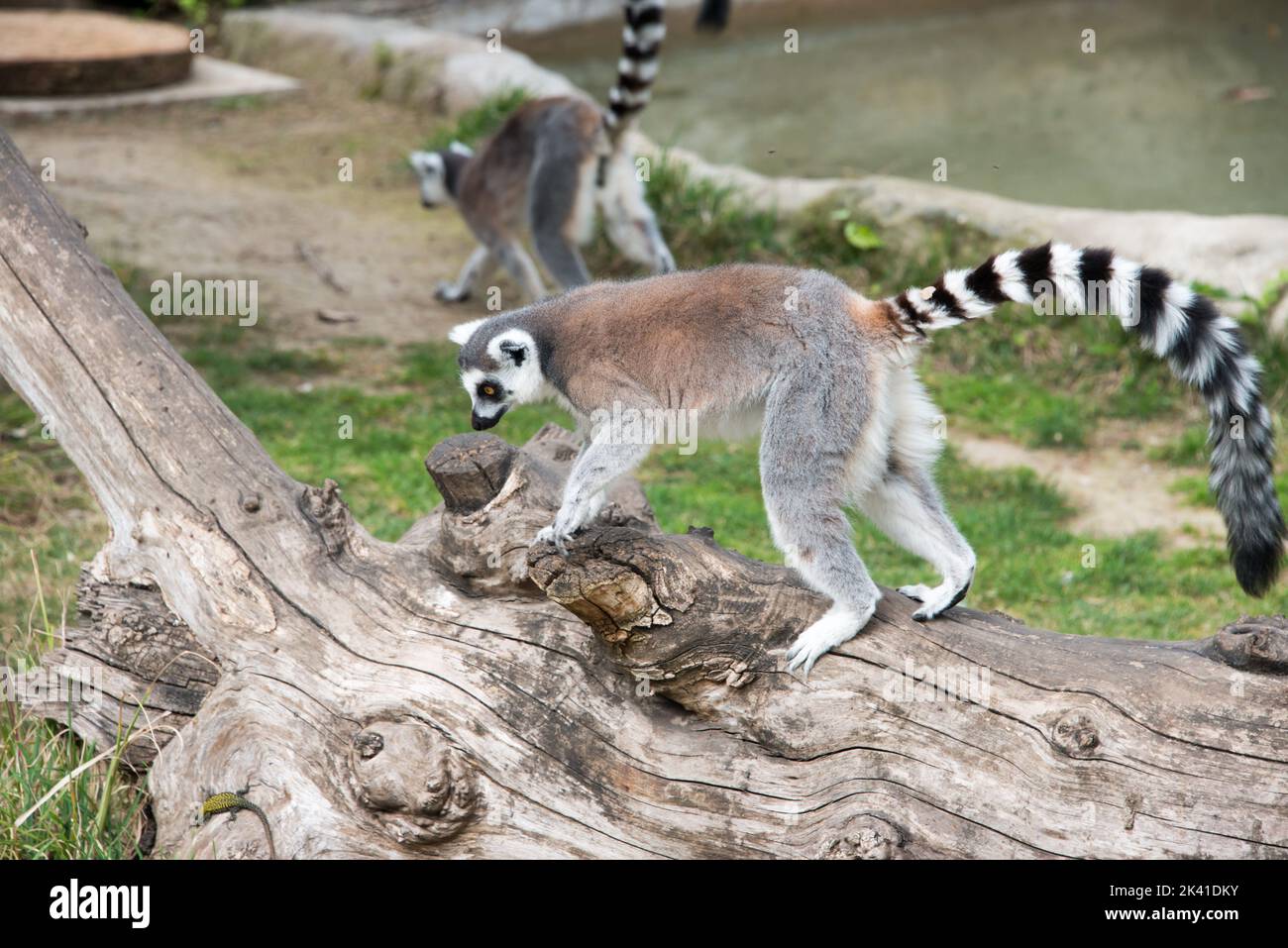 Lemur on shoulder hi-res stock photography and images - Alamy