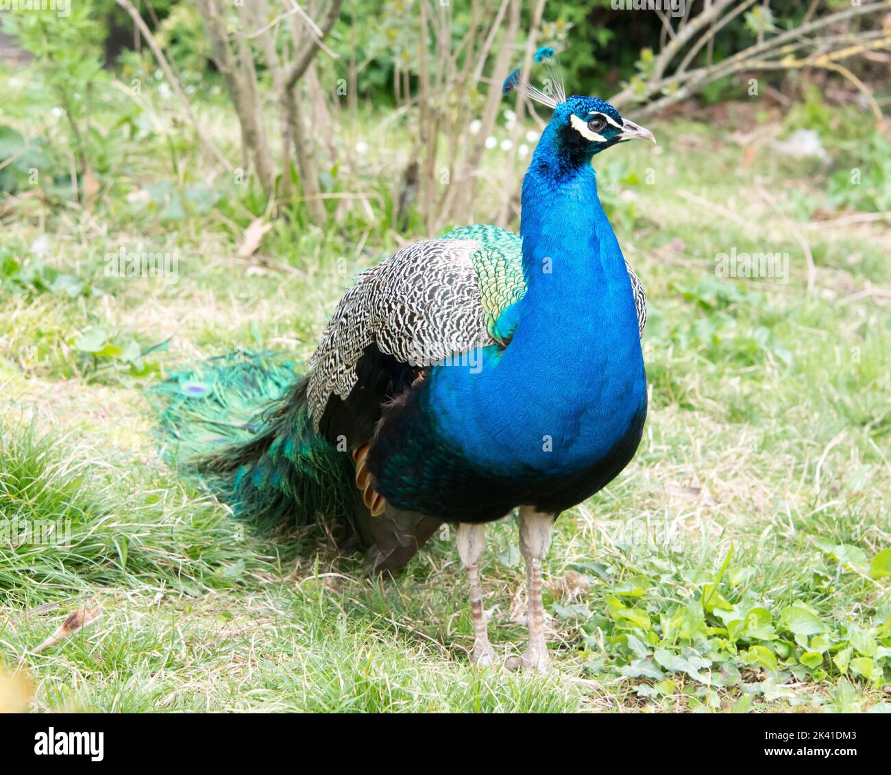 Peacock male bird Stock Photo - Alamy