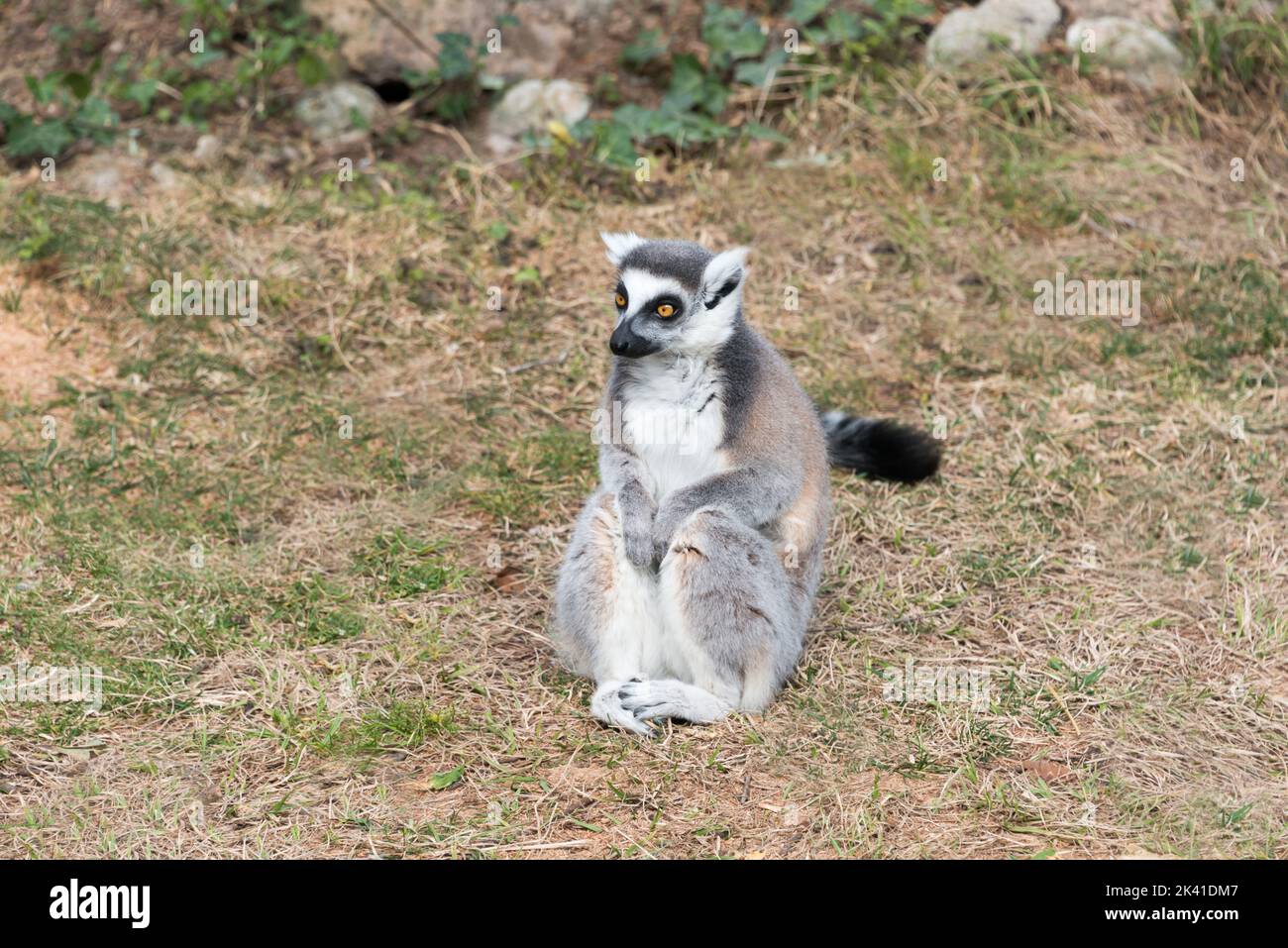 Lemur catta, ring tailed lemur Madagascar sun bathing on grass Stock ...