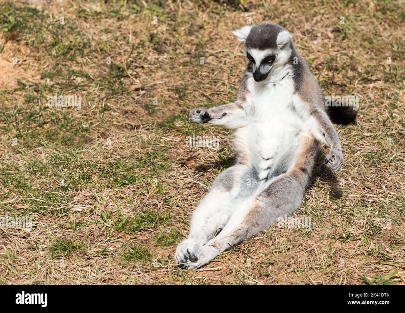 Lemur catta, ring tailed lemur Madagascar sun bathing on grass Stock ...