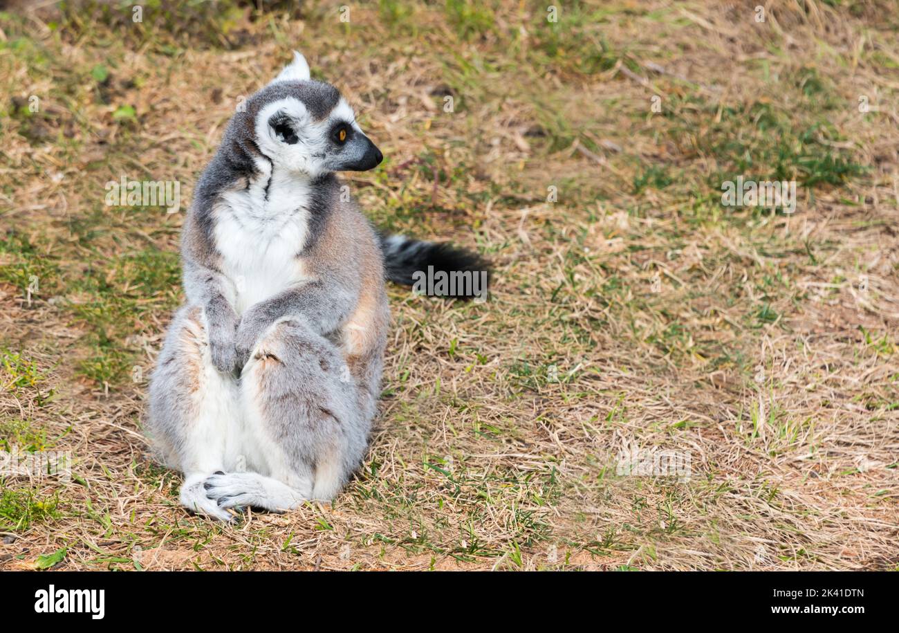 Lemur catta, ring tailed lemur Madagascar sun bathing on grass Stock ...