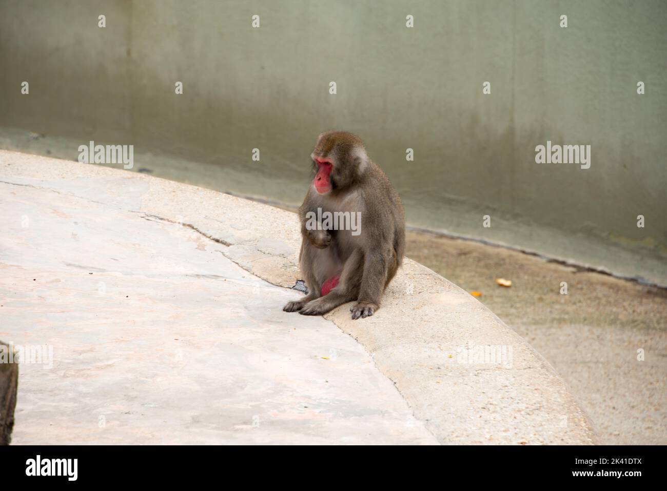 Monkey. - Stock image Stock Photo - Alamy