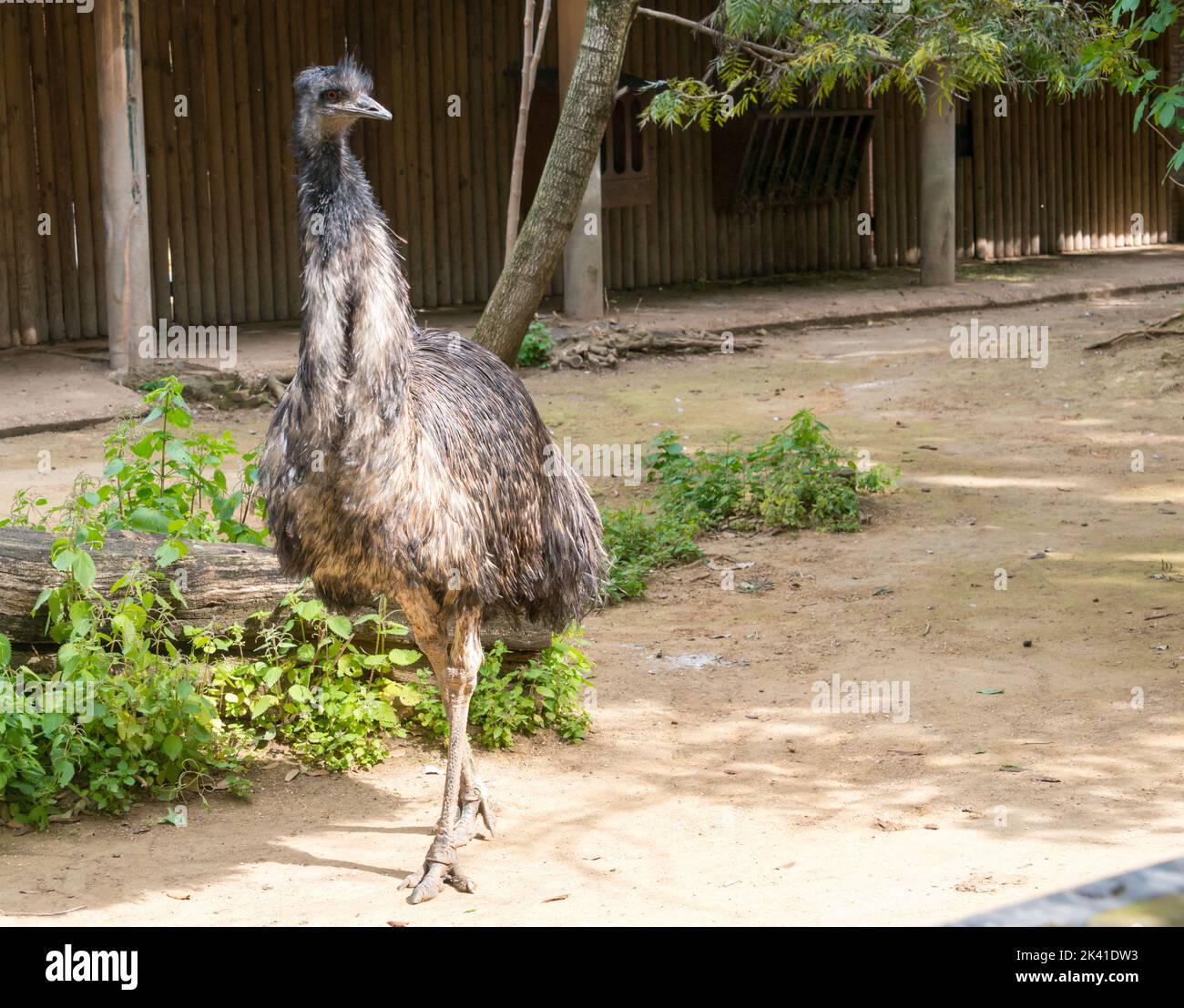 Close up emu walking hi-res stock photography and images - Alamy