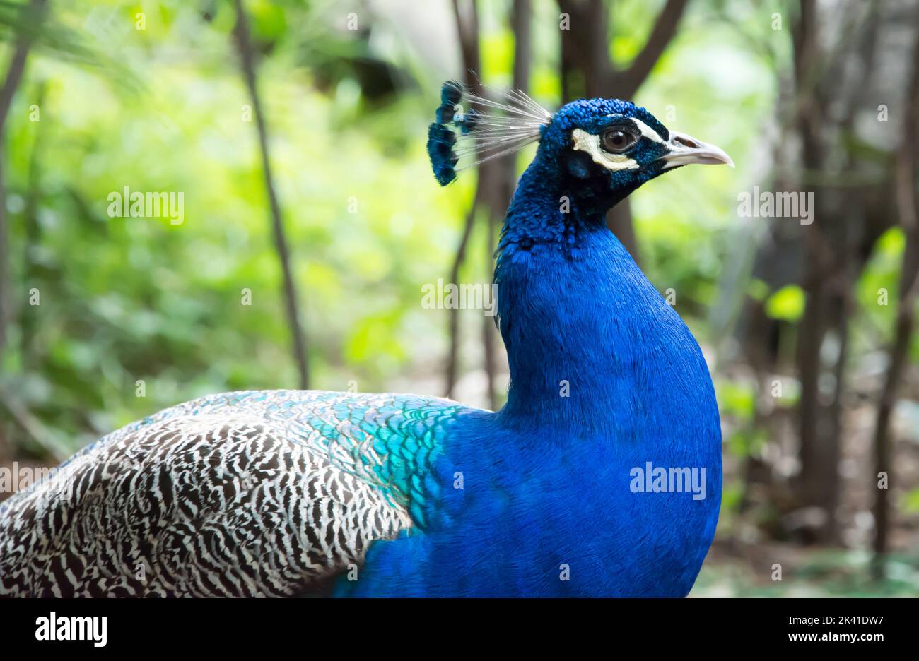 Full body male peacock hi-res stock photography and images - Alamy