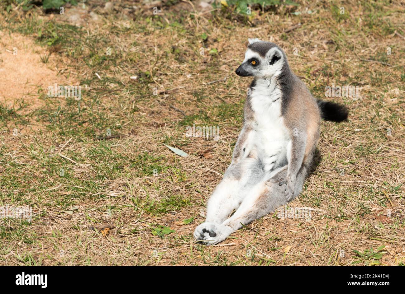 Lemur catta, ring tailed lemur Madagascar sun bathing on grass Stock ...