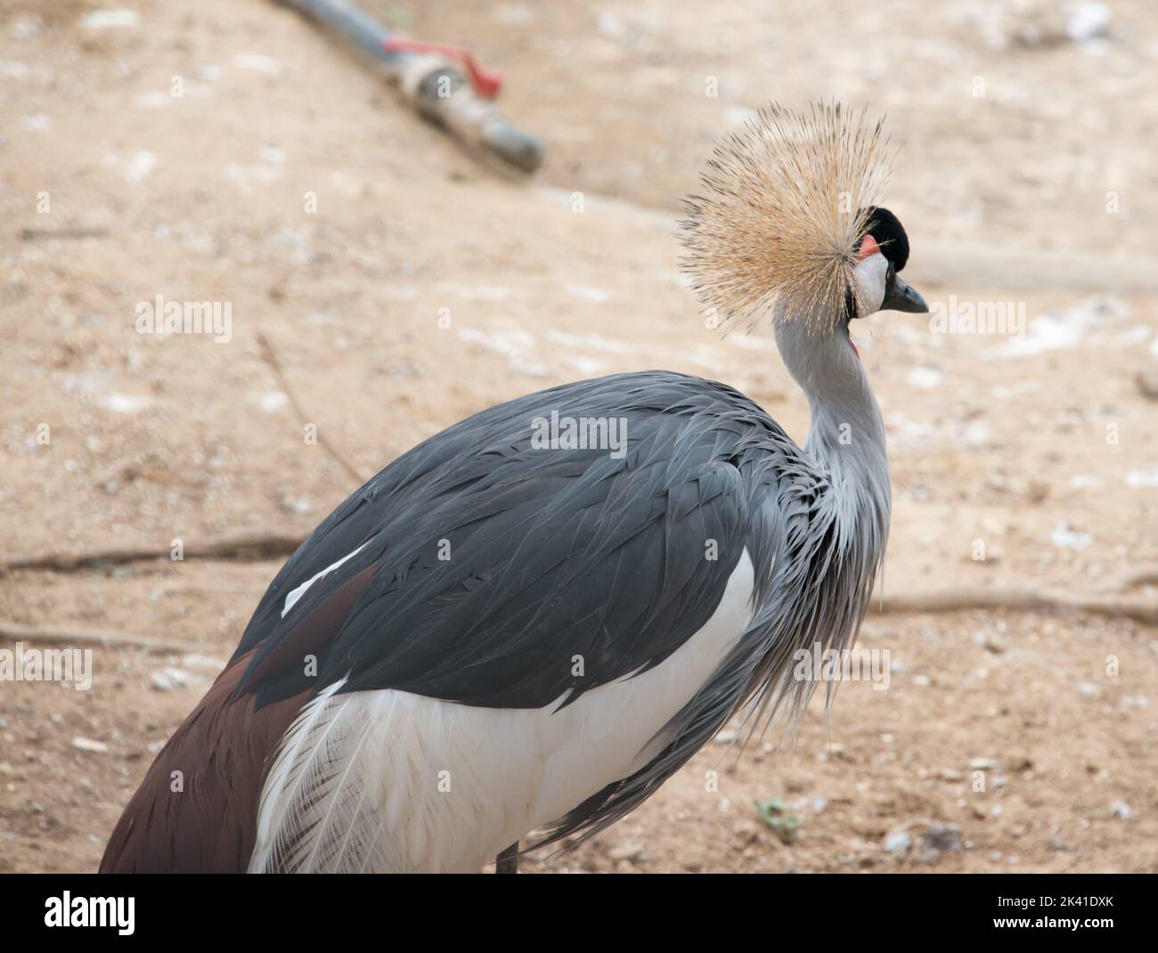Grey crowned crane Stock Photo - Alamy