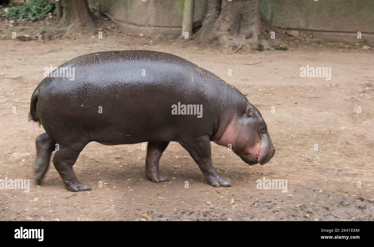 Extinct in nigeria hi-res stock photography and images - Alamy