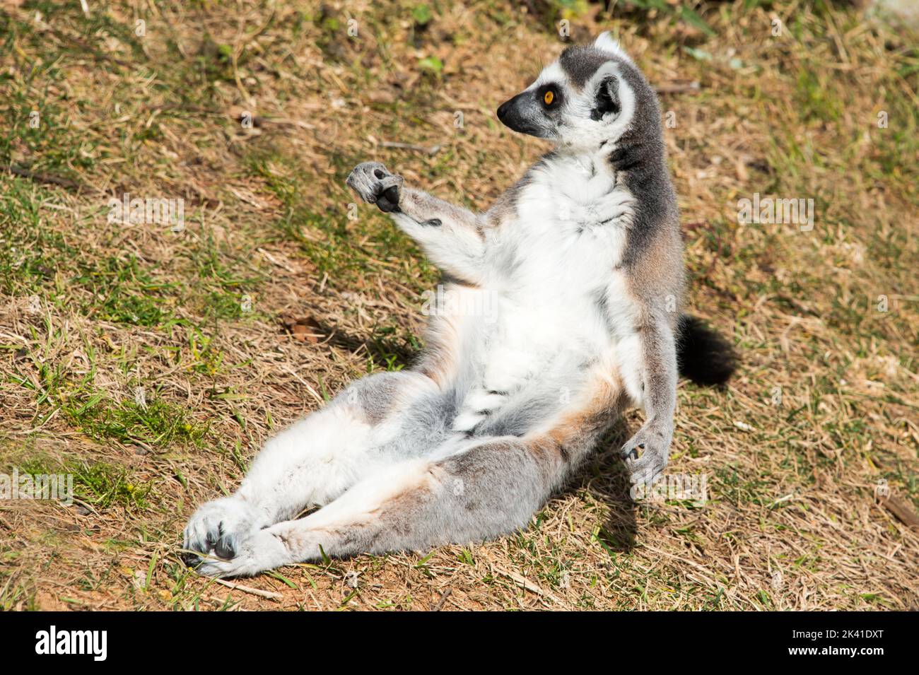 Lemur catta, ring tailed lemur Madagascar sun bathing on grass Stock ...