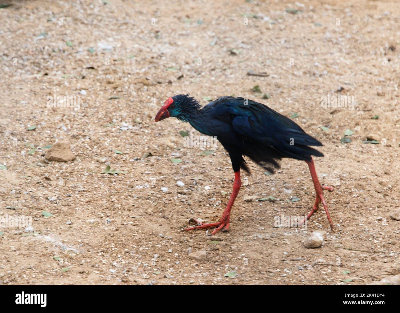 African swamphen porphyrio madagascariensis hi-res stock photography ...