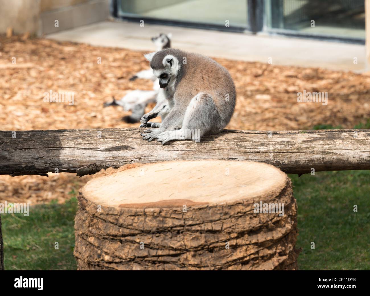 Lemur on shoulder hi-res stock photography and images - Alamy
