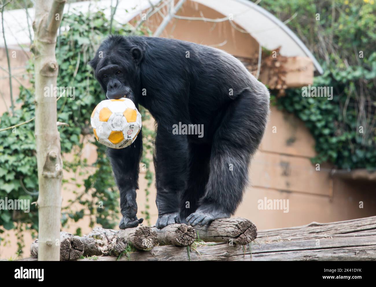 Male chimpanzee playing with a ball Stock Photo - Alamy