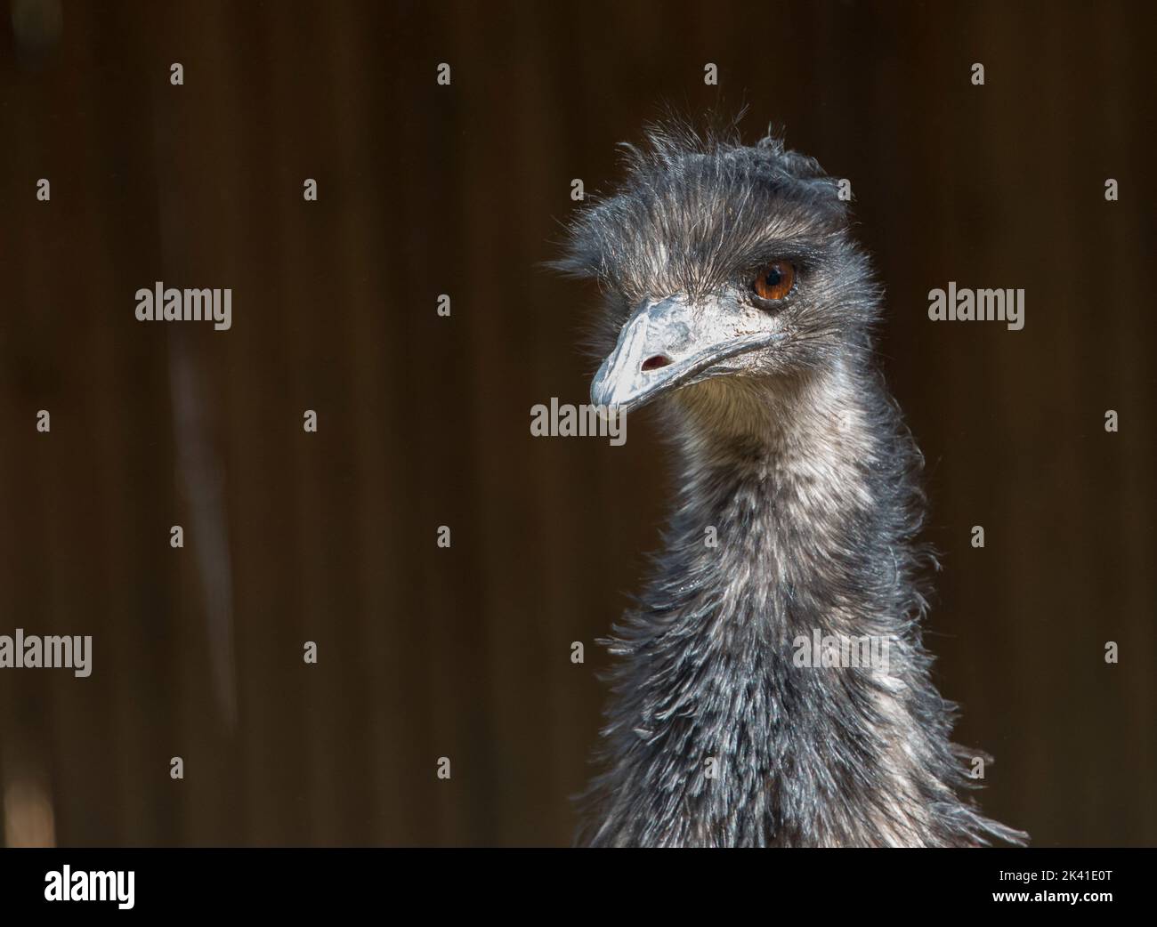 Portrait of an Emu Stock Photo - Alamy