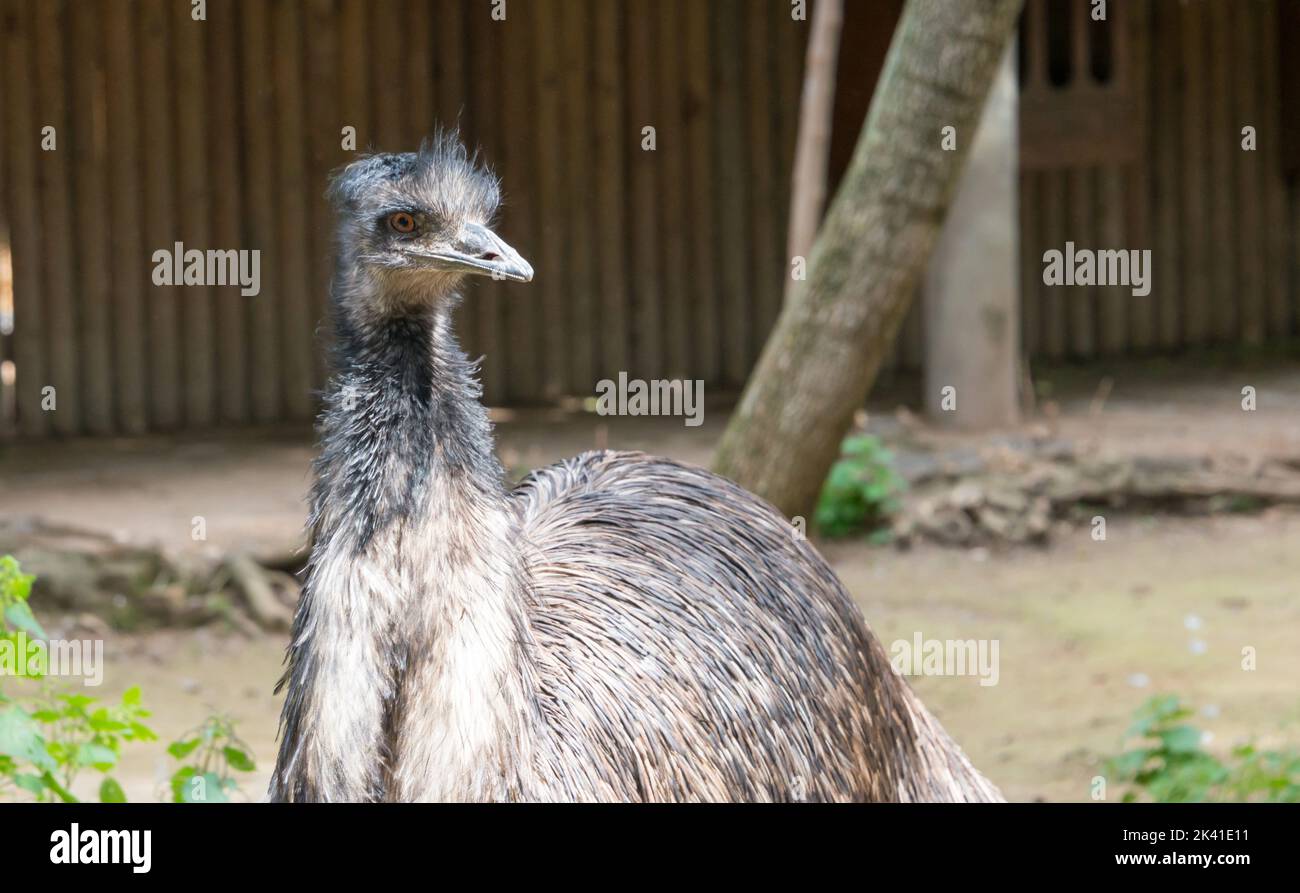 Emu looking at you hi-res stock photography and images - Alamy