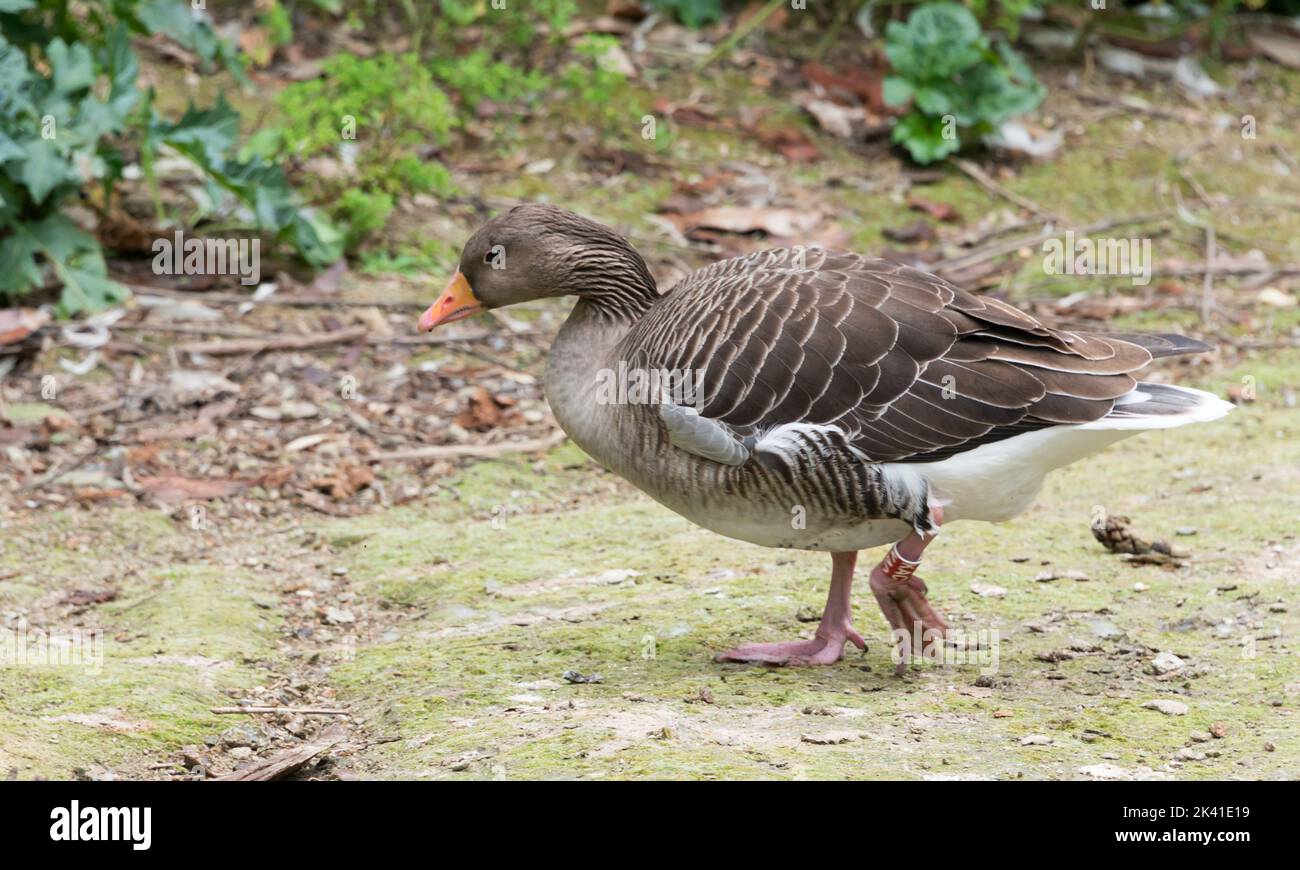 Goose stepping bird hi-res stock photography and images - Alamy
