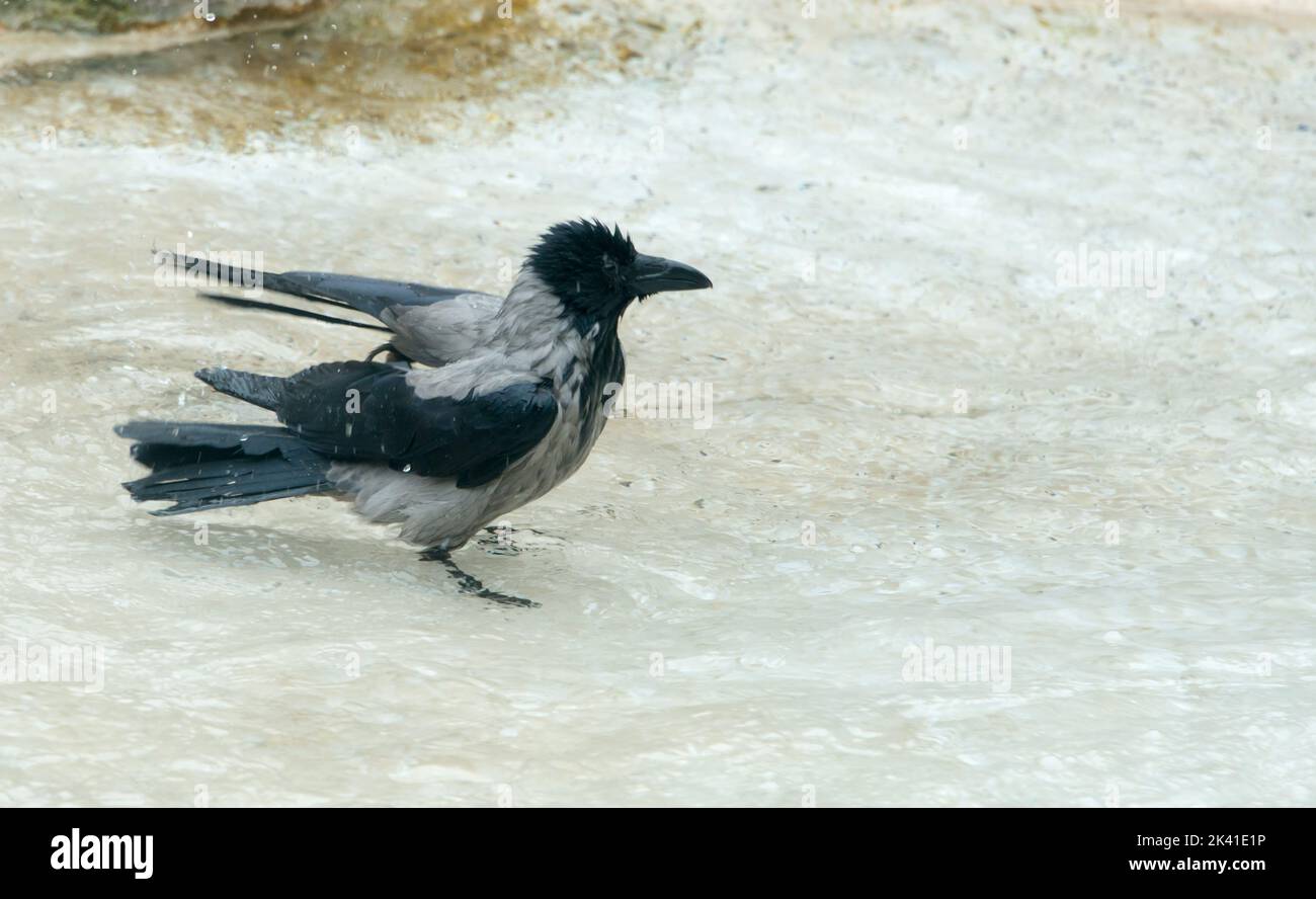 Hooded grey crow Stock Photo - Alamy