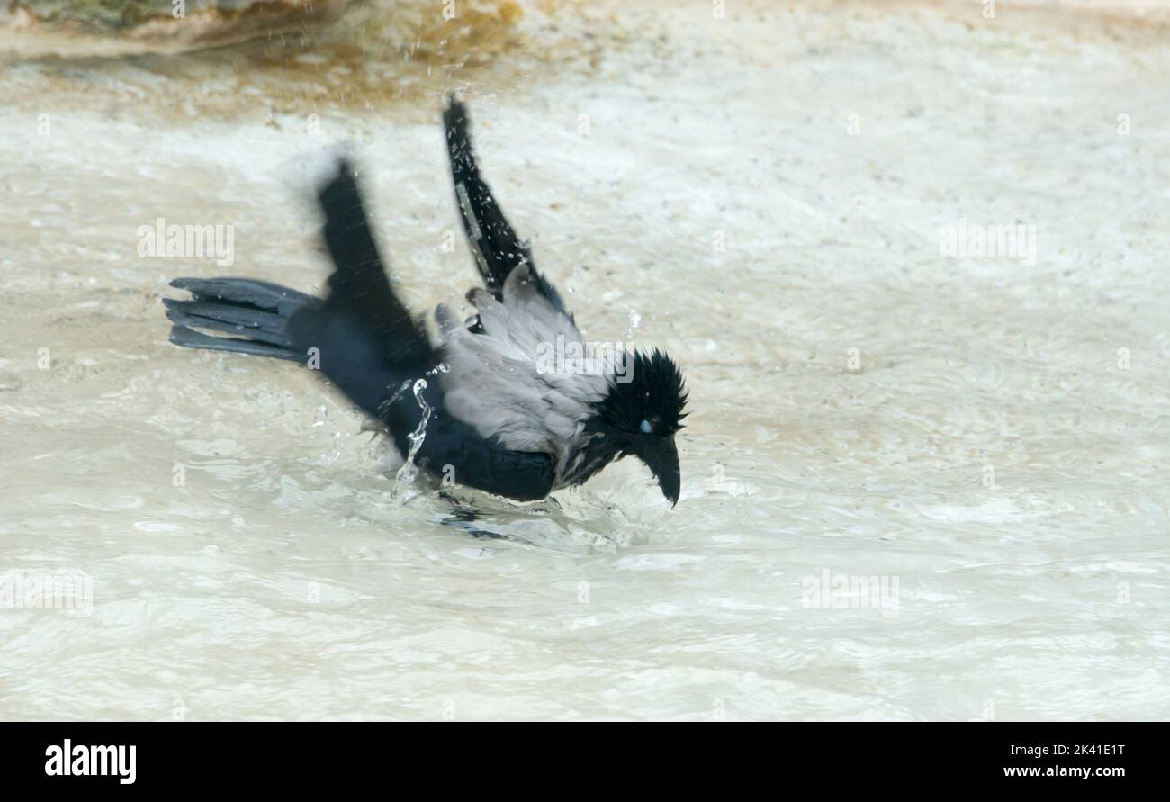 Hooded grey crow playing in water Stock Photo - Alamy