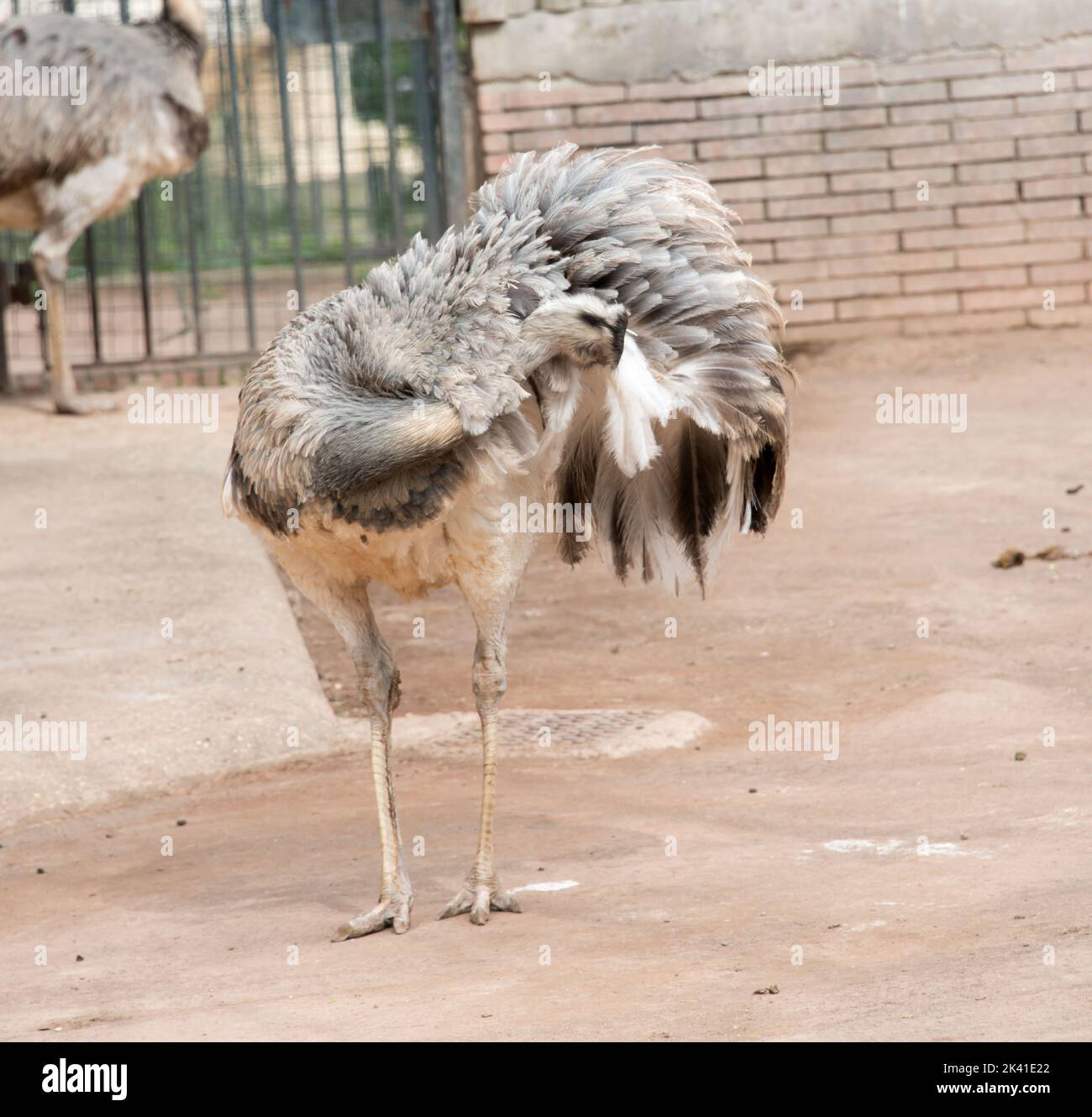 Animal hidding hi-res stock photography and images - Alamy