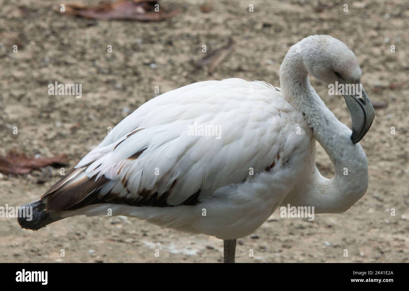 White flamingo close shoot Stock Photo - Alamy