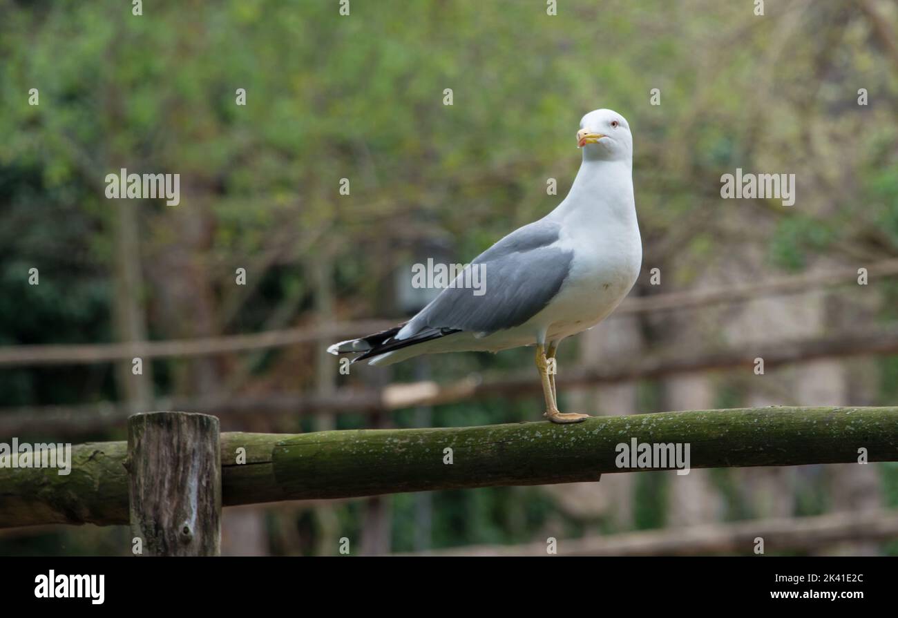 Seagull side view Stock Photo - Alamy