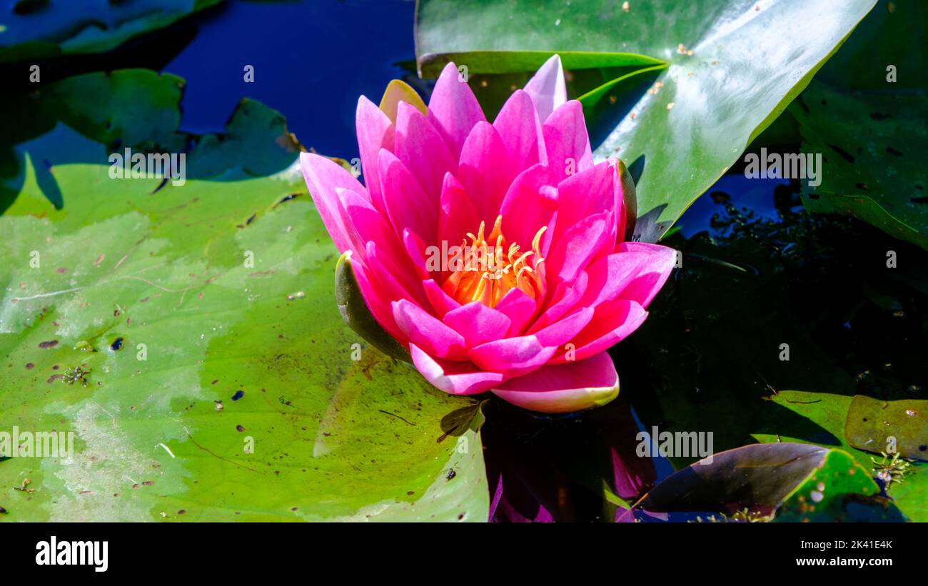 Red water lily hi-res stock photography and images - Alamy