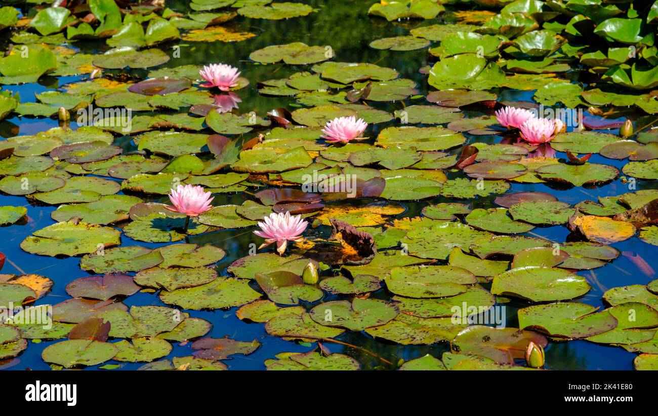Small water lily hi-res stock photography and images - Alamy