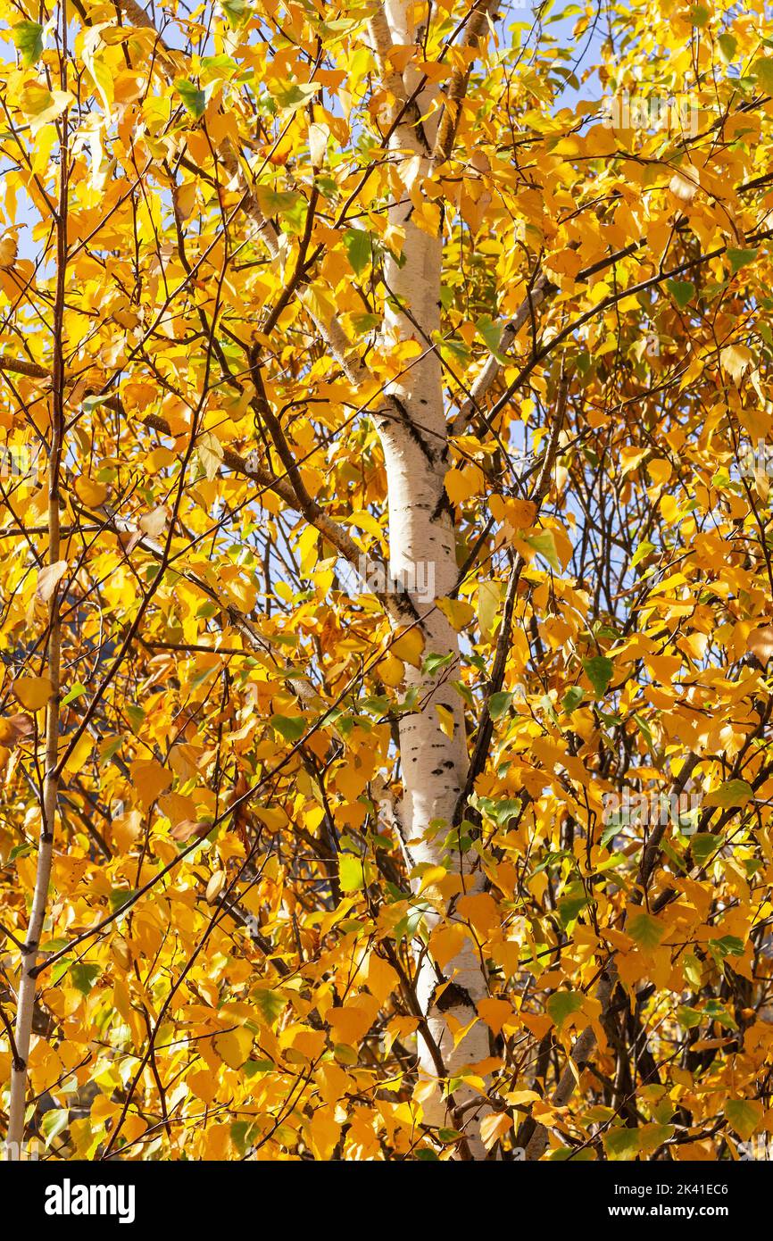 Autumn background, autumn birch leaves in park as background or texture ...