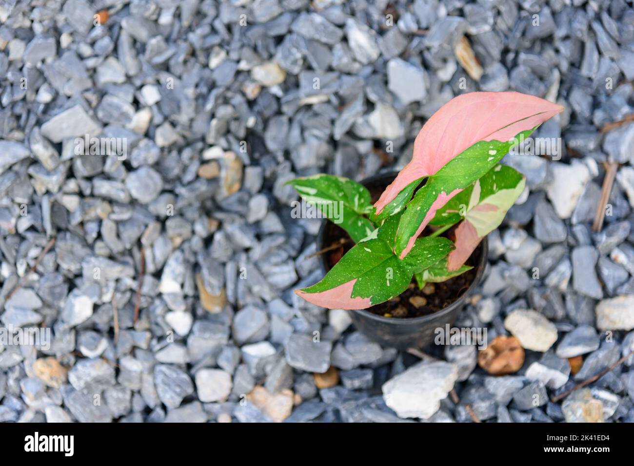 syngonium red spot tricolor in the pot Stock Photo - Alamy