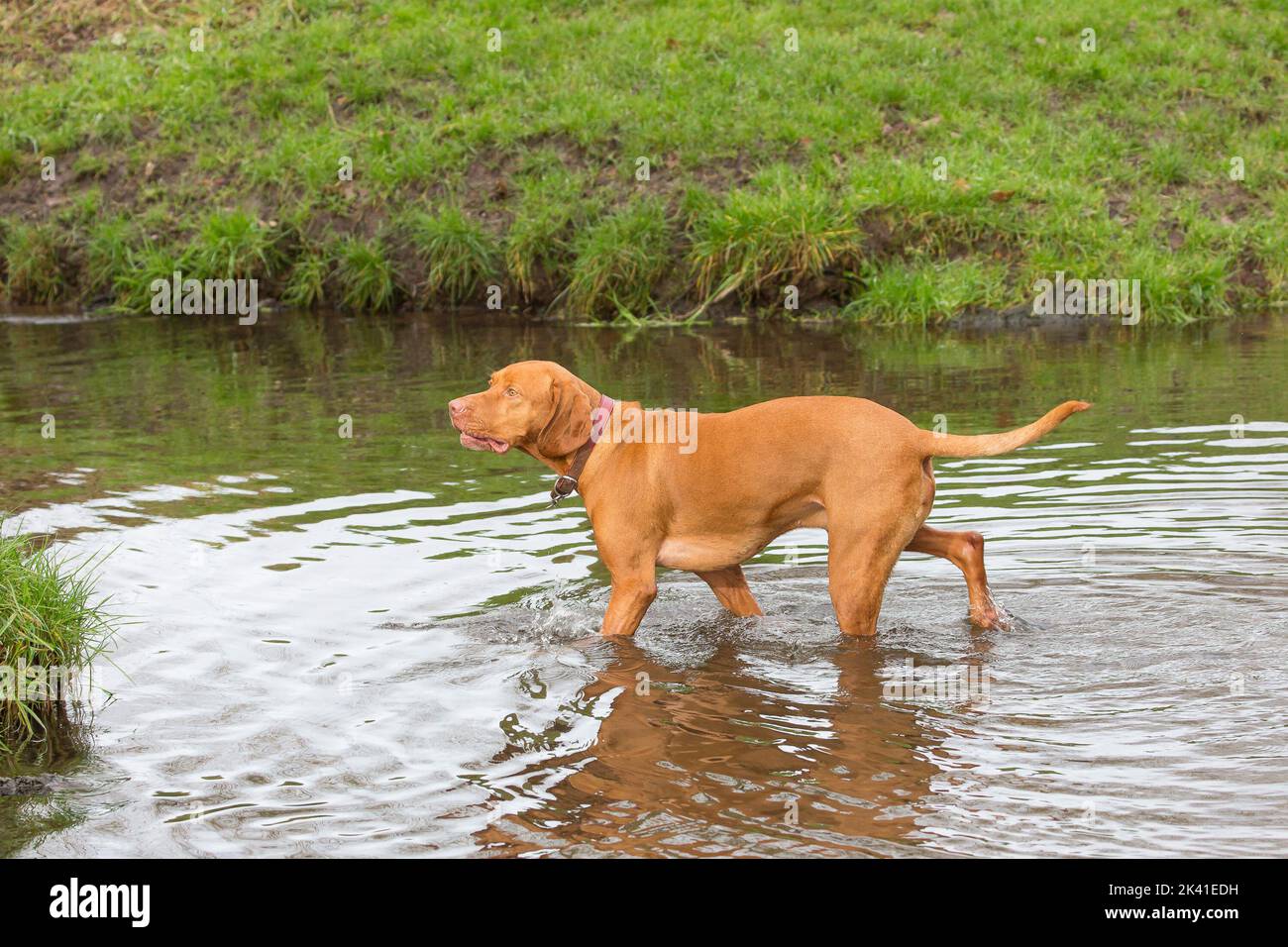 Dog enjoying a paddle in a stream Stock Photo - Alamy