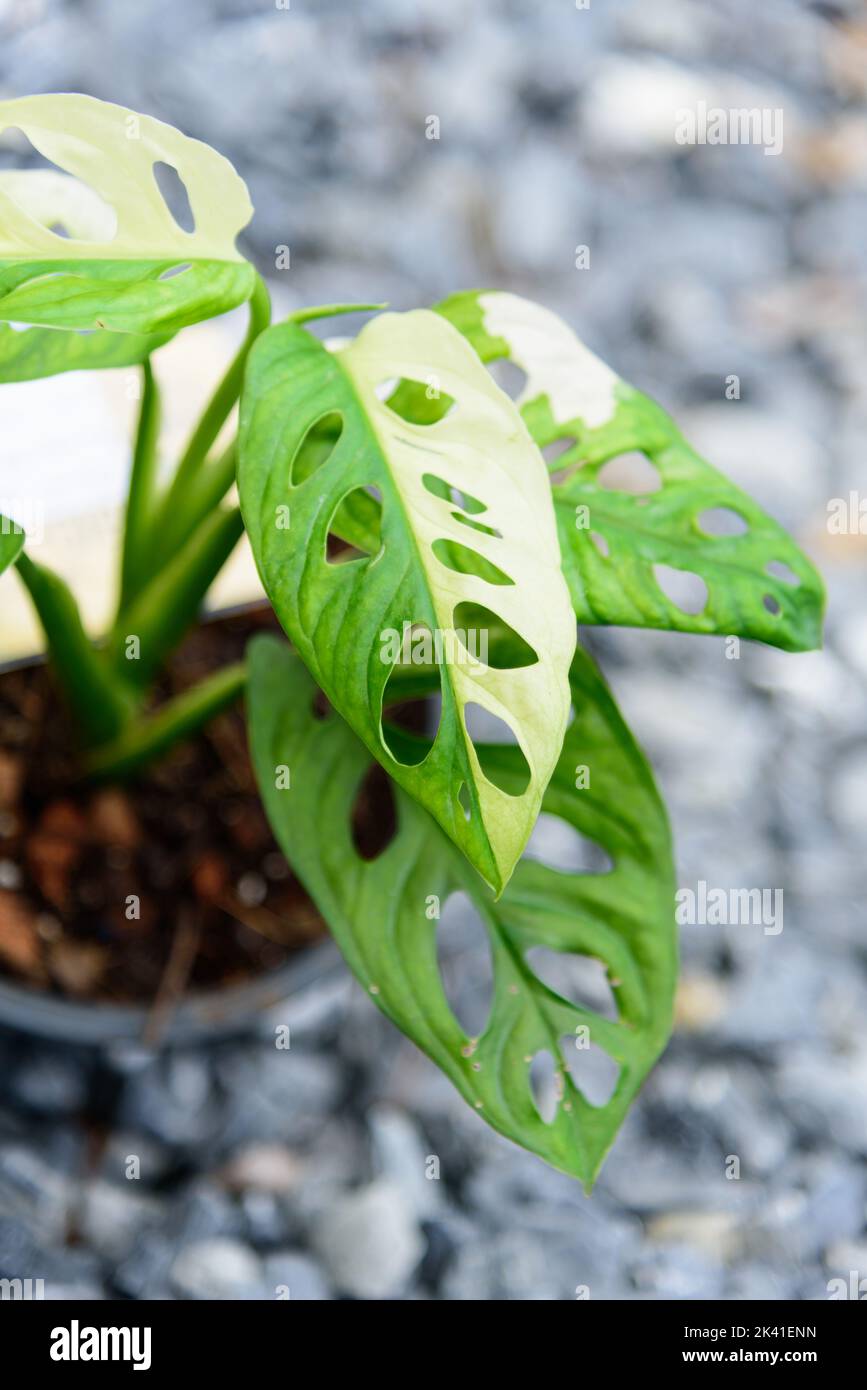 Variegated monstera adansonii hi-res stock photography and images - Alamy