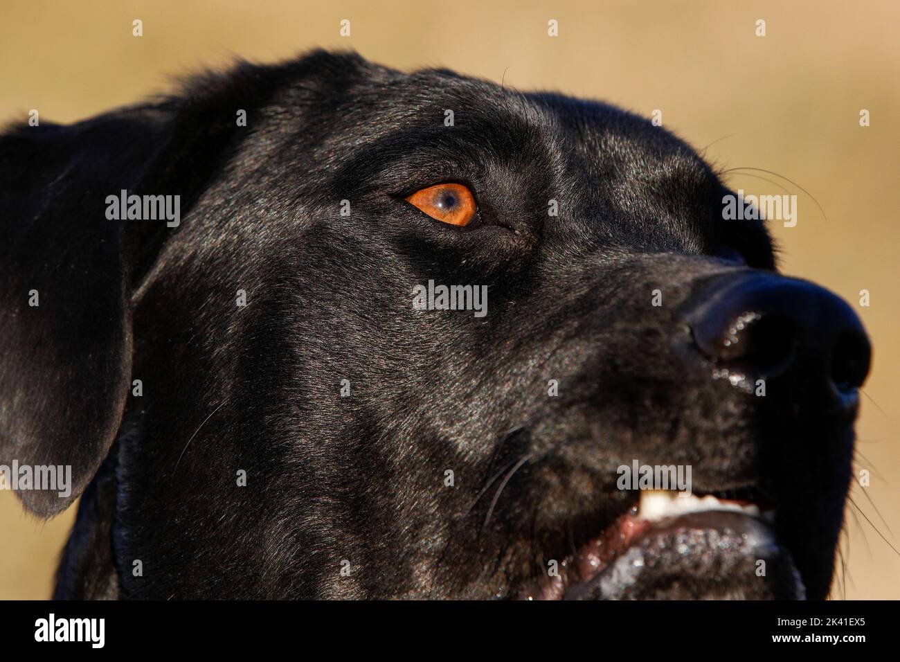 Snarling dogs hi-res stock photography and images - Alamy