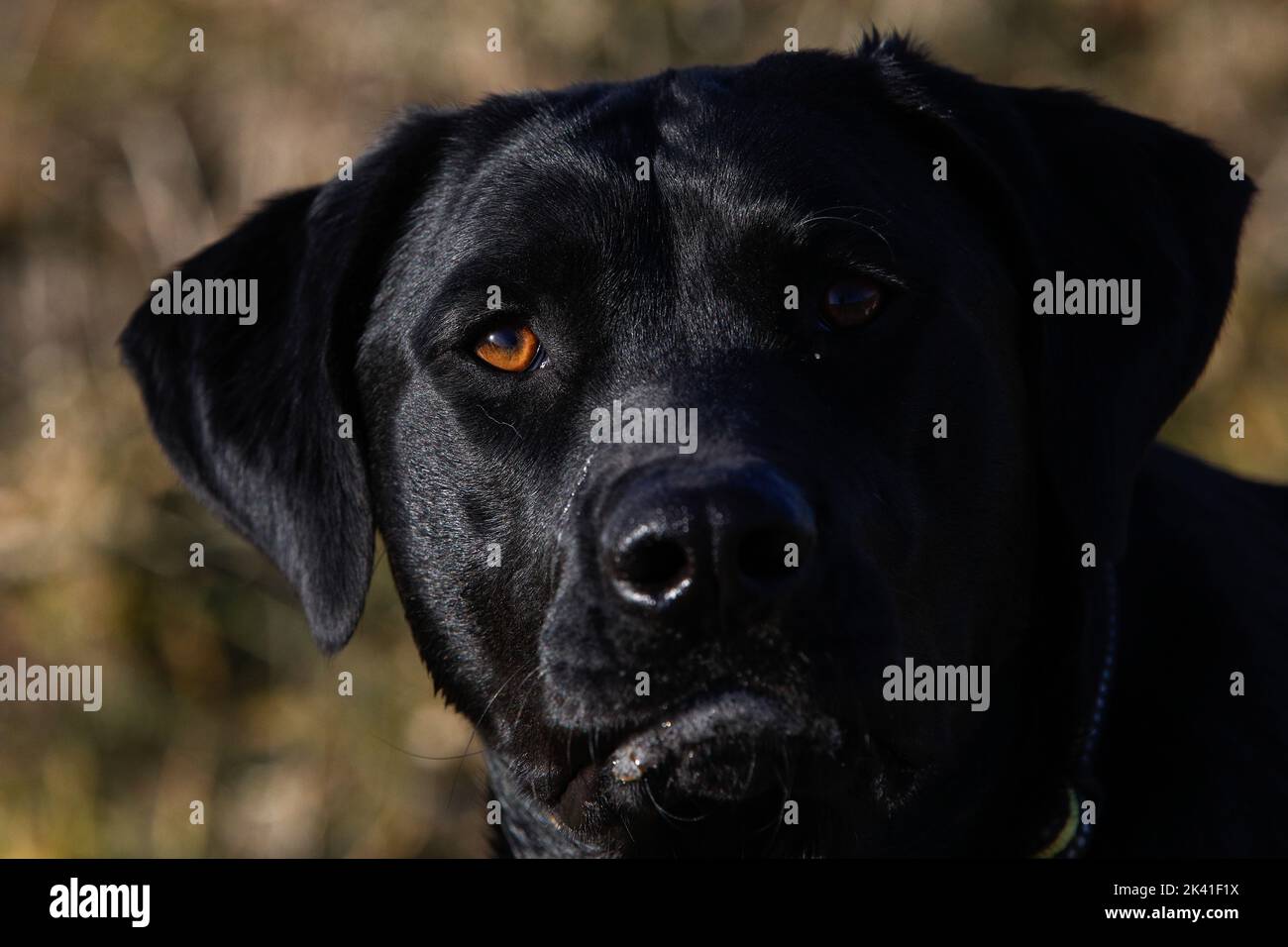 Dog looking at the camera Stock Photo - Alamy