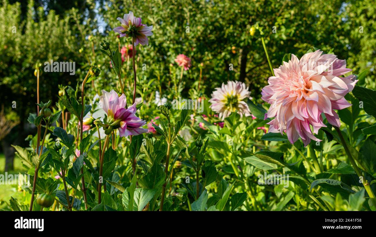 Dahlias flower bed. Beautiful large multi colored dahlias cut flower ...