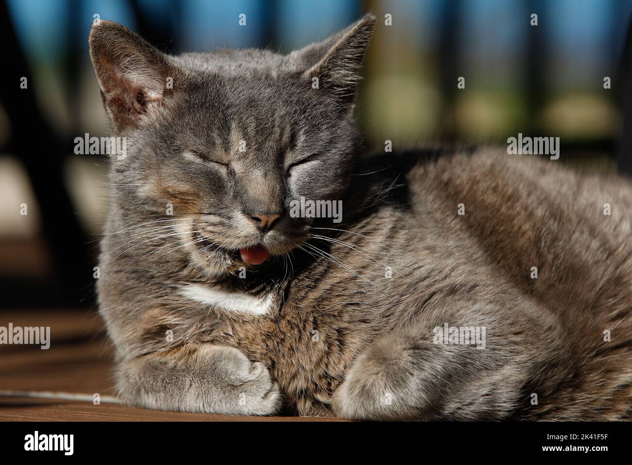 Outdoor cat napping on a deck Stock Photo - Alamy