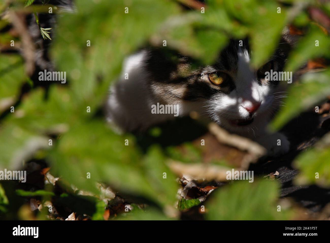 Outdoor cat hiding in plants Stock Photo - Alamy
