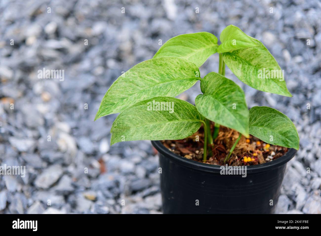 Fresh leaf of monstera laniata narrow form mint variegated in the pot ...