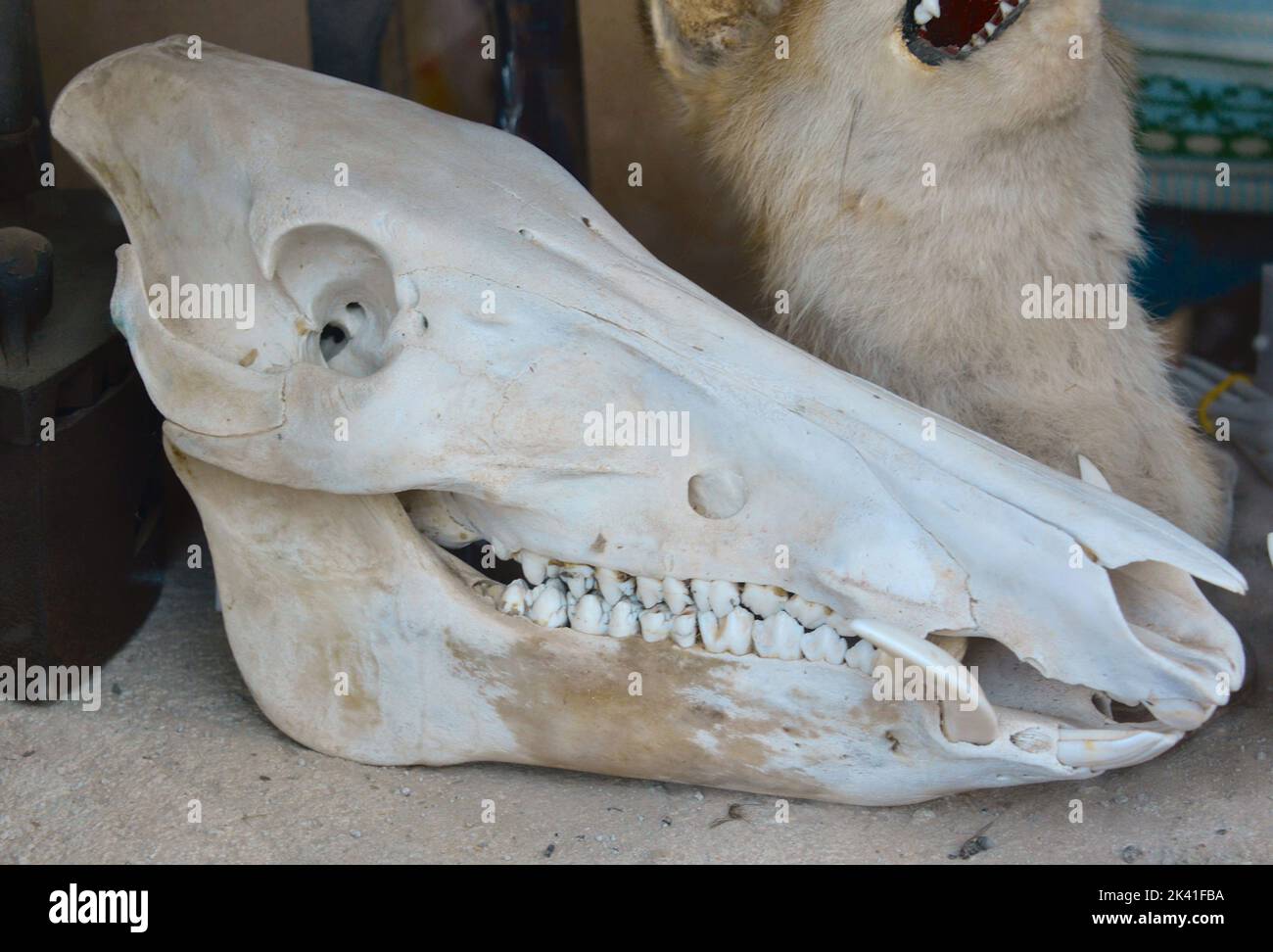 Real skull of animal Stock Photo - Alamy