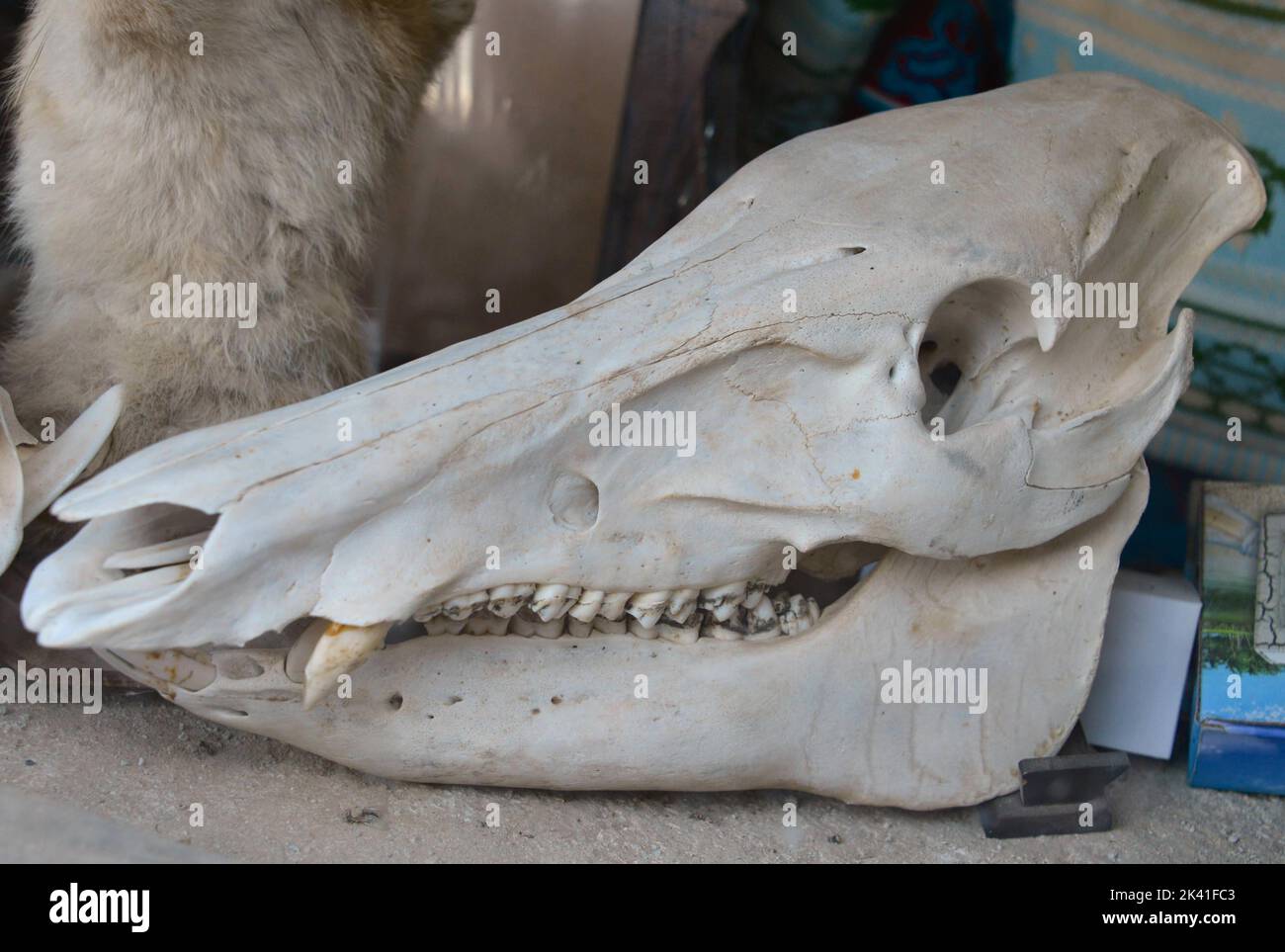 Real skull of animal Stock Photo - Alamy