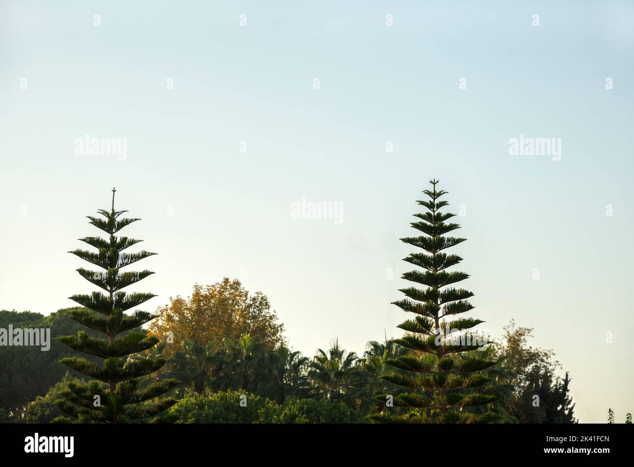 Top of the trees green background with a sky Stock Photo - Alamy