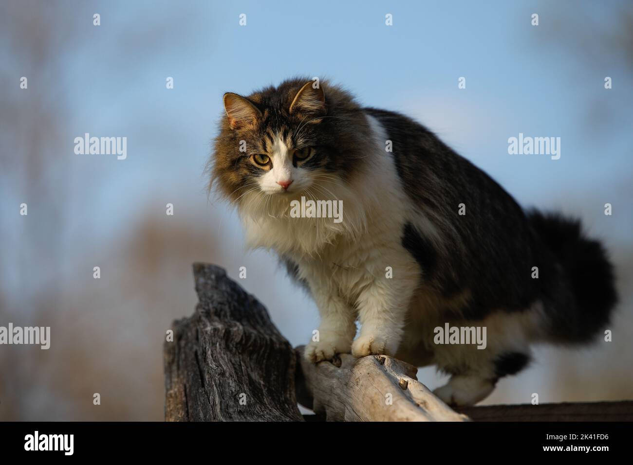 Cat on a rail hi-res stock photography and images - Alamy