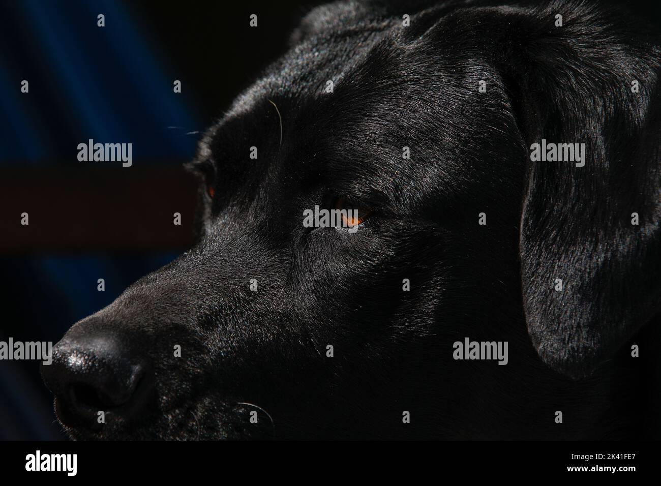 Dog headshot side view Stock Photo - Alamy