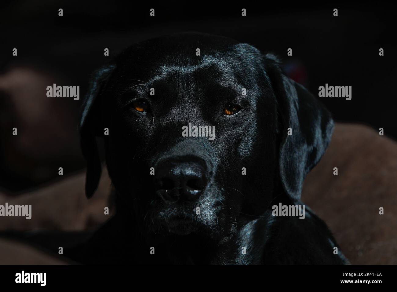Dog looking at the camera Stock Photo - Alamy