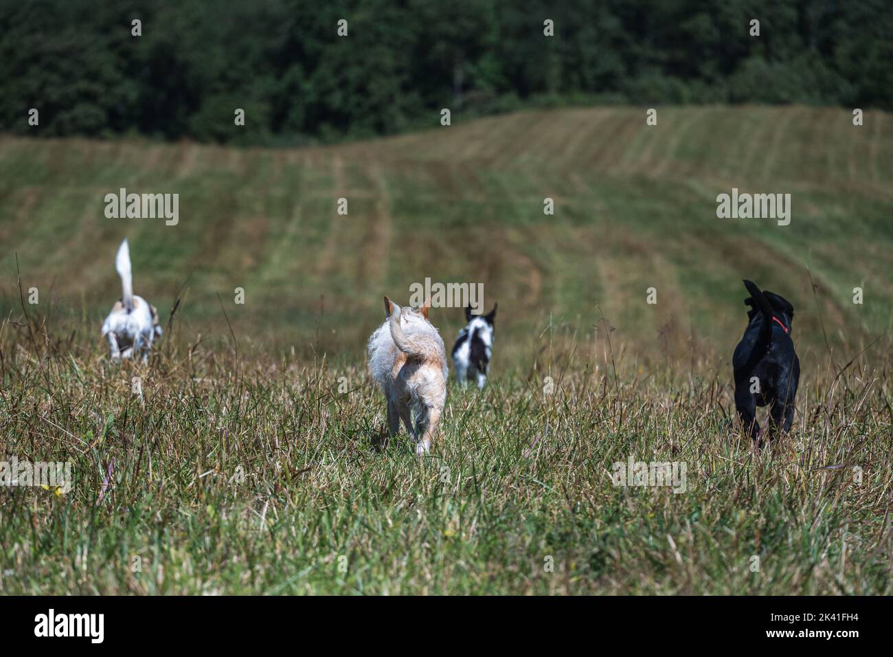 Four mixed breed dogs hi-res stock photography and images - Alamy