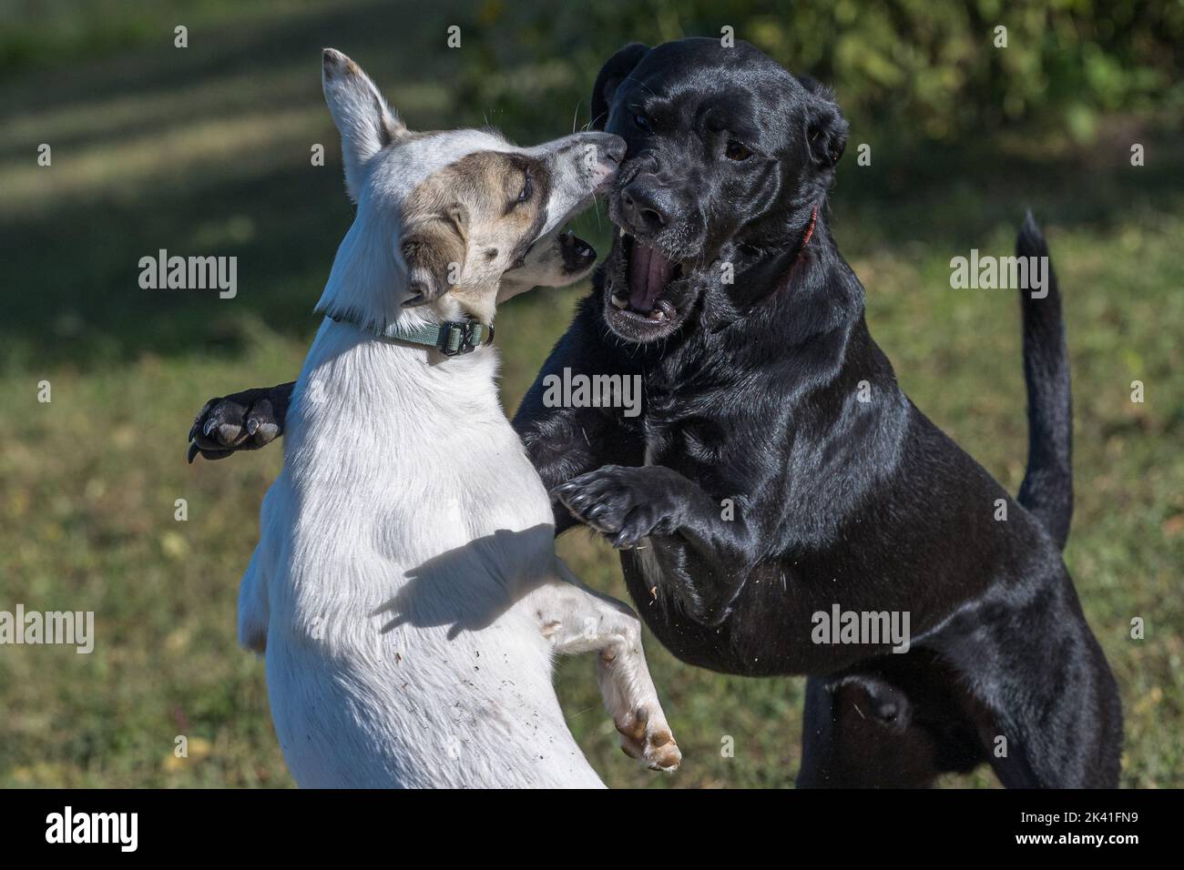 Two dogs playing Stock Photo - Alamy