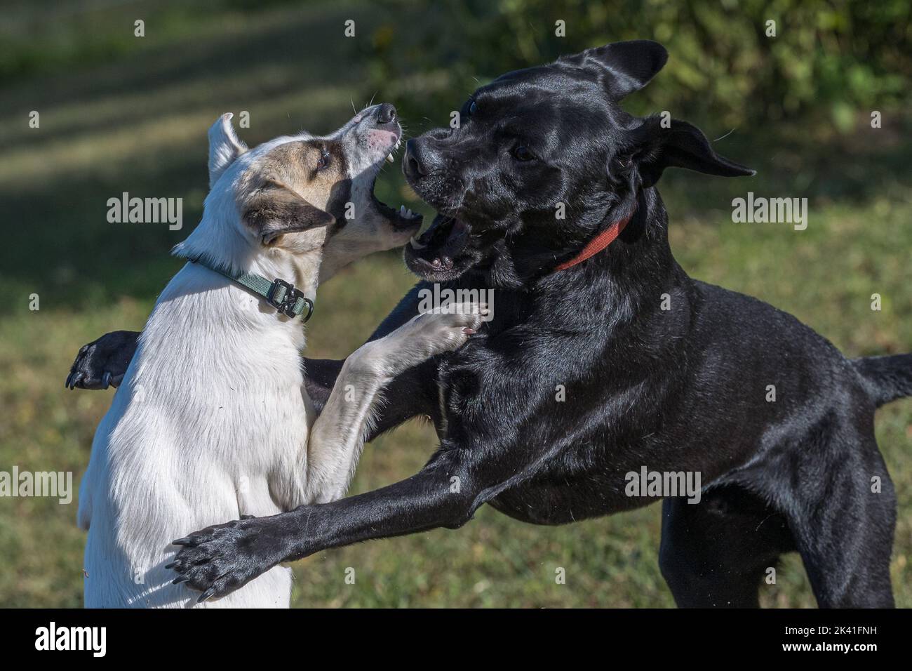 Two dogs playing Stock Photo - Alamy
